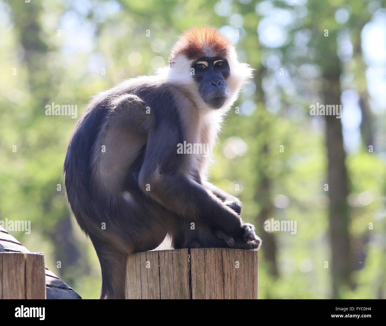 West African Red capped or (White) collared Mangabey (Cercocebus ...
