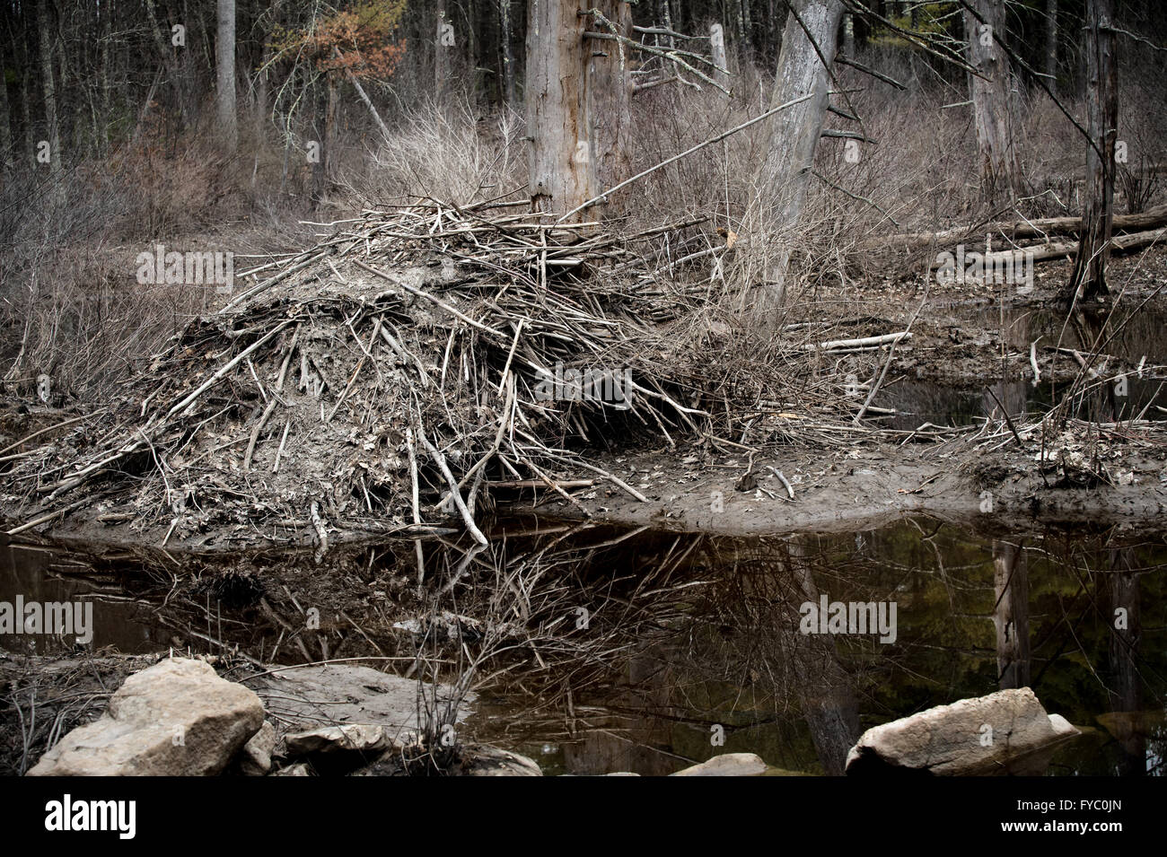 Beavers build a big lodge and never stop repairing it hi-res stock ...