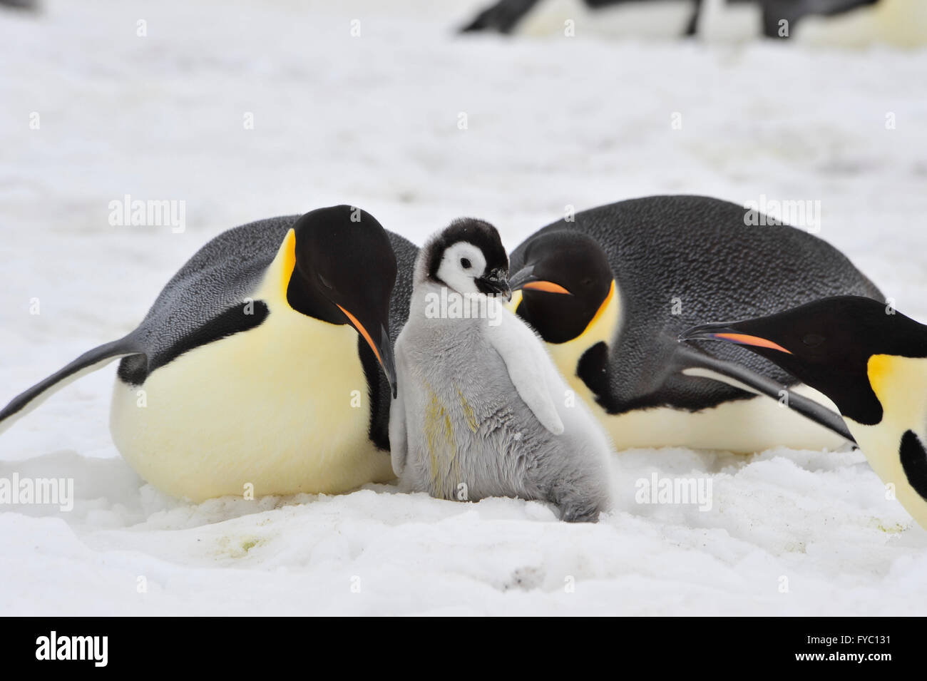Emperor Penguins with chick Stock Photo - Alamy
