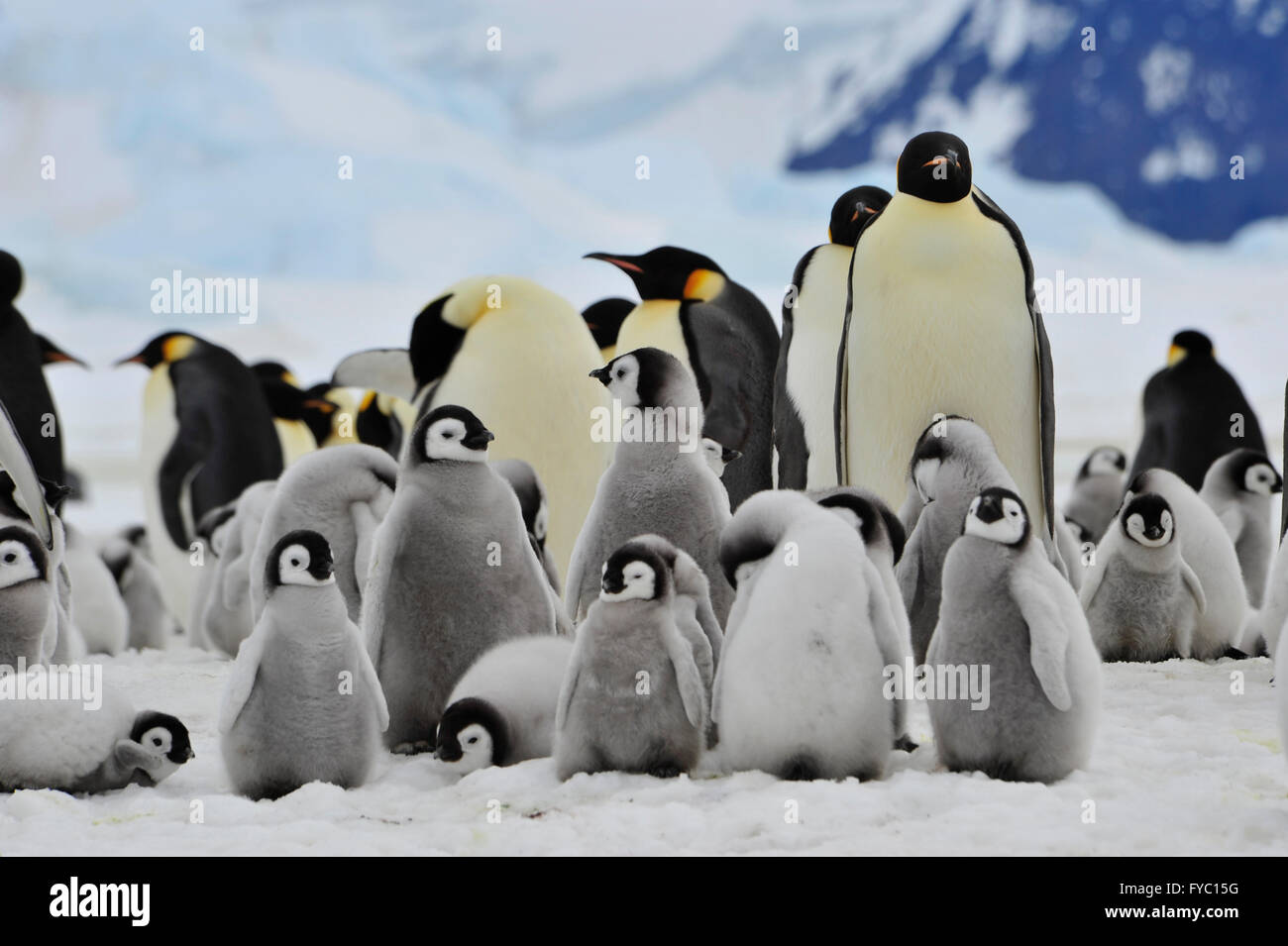 Emperor penguin baby parents hi-res stock photography and images - Alamy