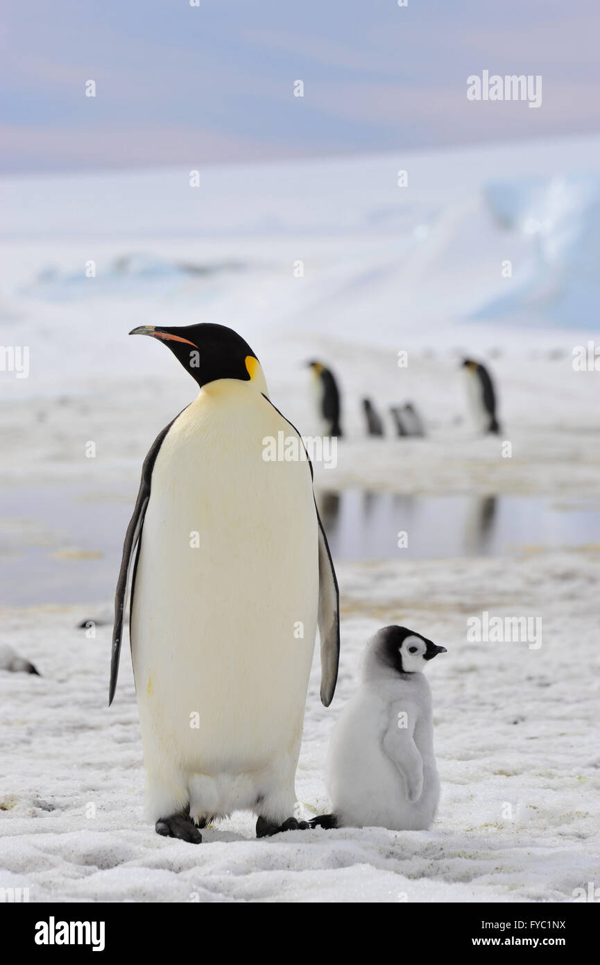 Emperor Penguins with chick Stock Photo - Alamy