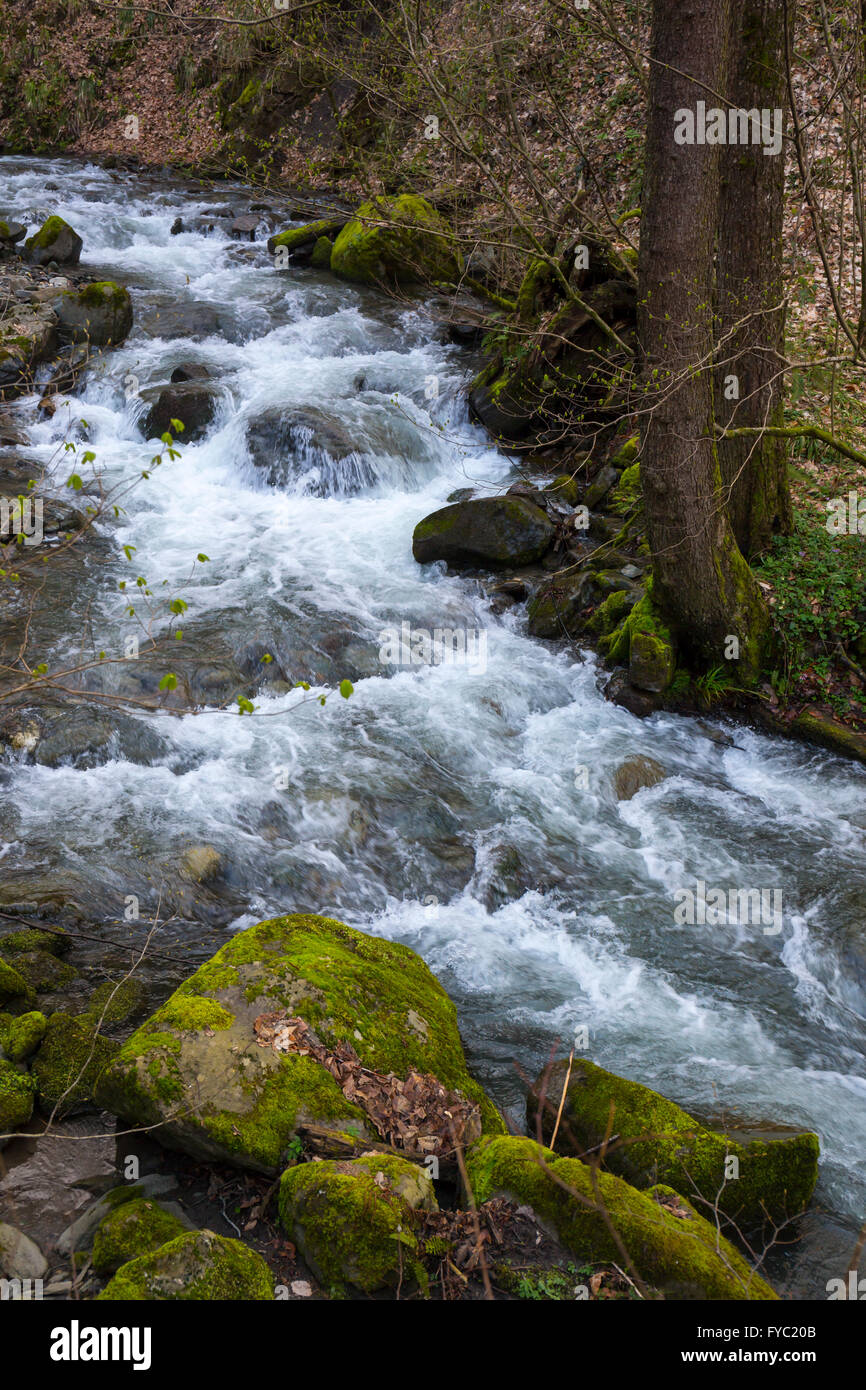 View of mountain forest river at the spring season Stock Photo - Alamy
