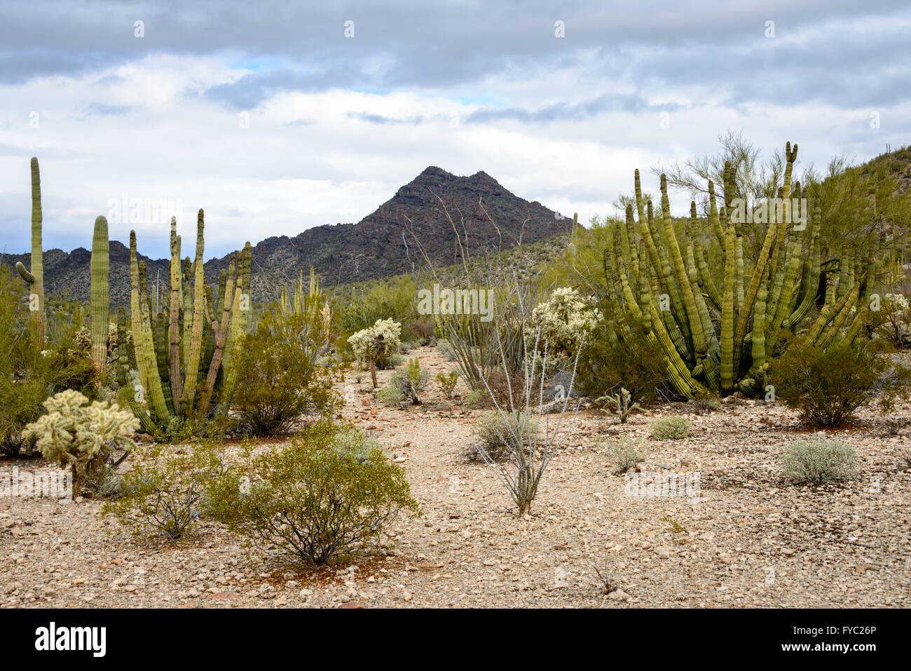 Organ Pipe Cactus National Monument Stock Photo - Alamy