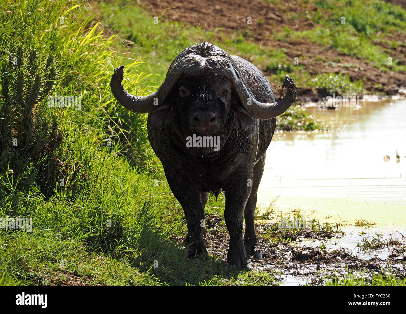 Aggressive Cape Buffalo (Syncerus caffer) with massive horns coated in ...