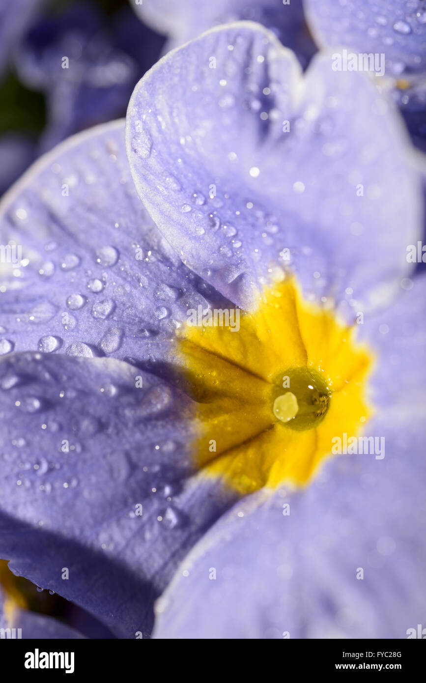 macro purple primrose with raindrop Stock Photo - Alamy
