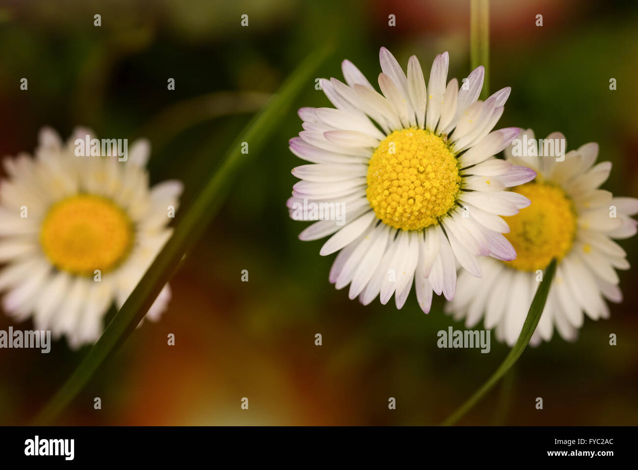 Macro field hi-res stock photography and images - Alamy