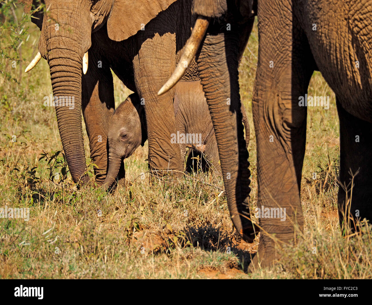 Elephant protection hi-res stock photography and images - Alamy