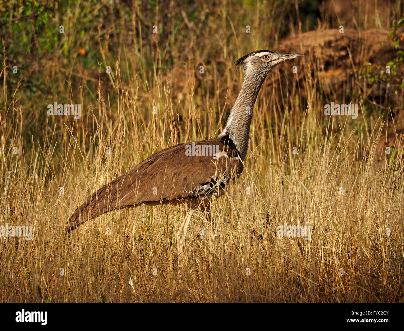 Kori Bustard (Ardeotis kori) Africa's heaviest flying bird walking in ...