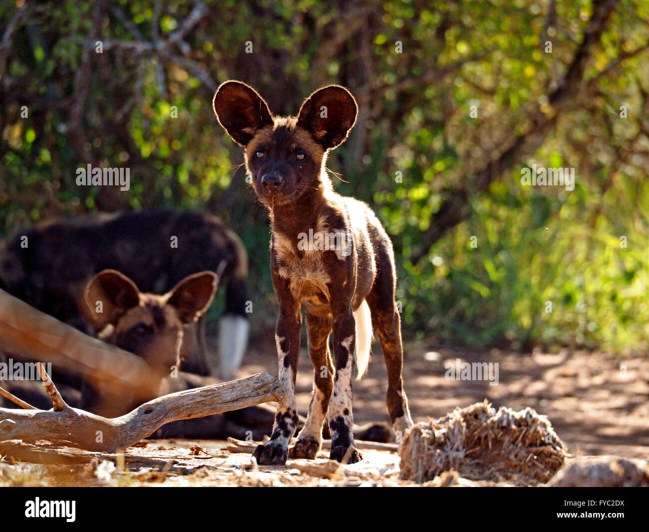 curious African Wild dog pups / Painted Wolves (Lycaon Pictus ...