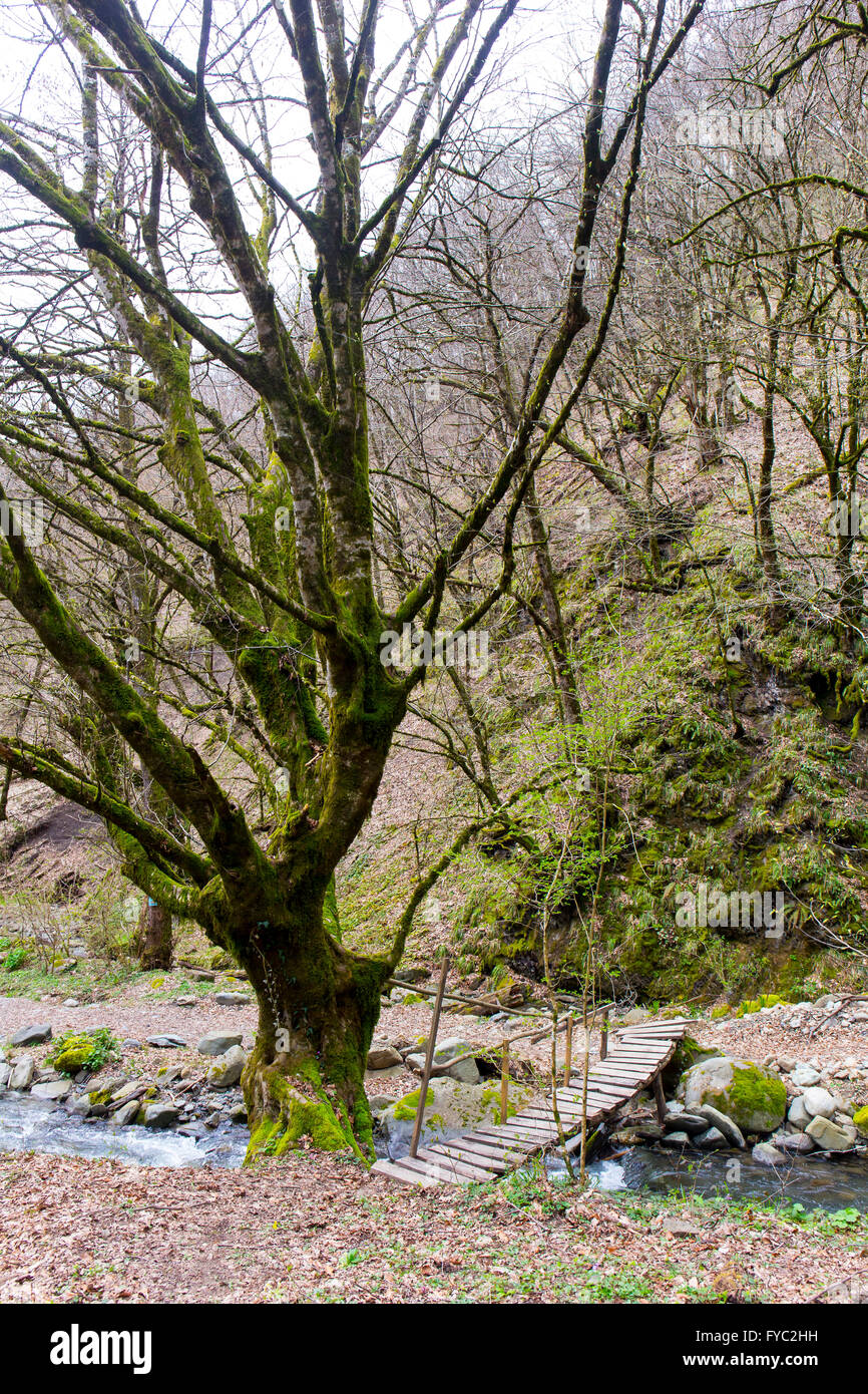 Small wooden bridge over the mountain riverwith big tree Stock Photo ...