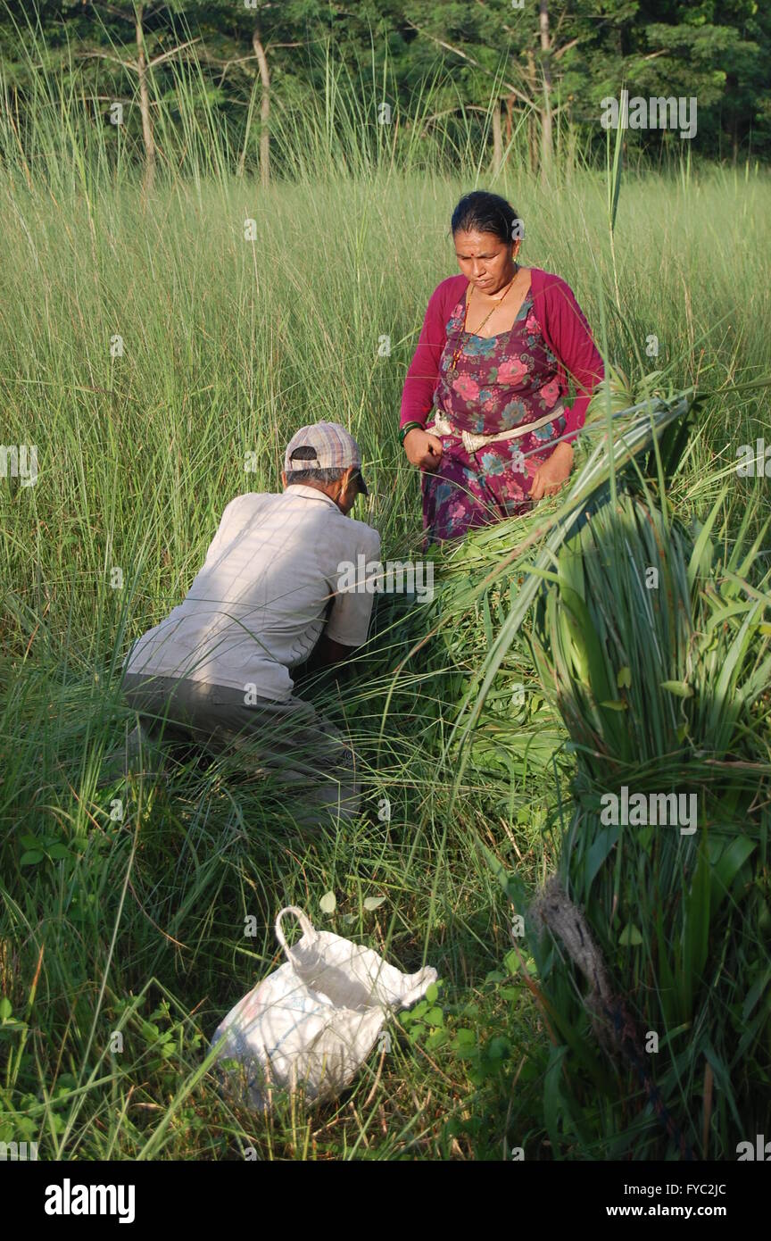 Nepalis at work in the jungle, Chitwan, Nepal Stock Photo - Alamy