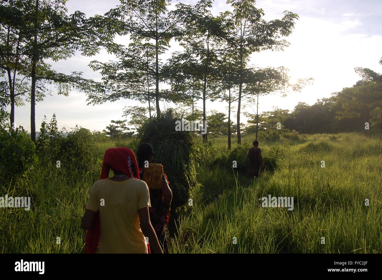Nepalis at work in the jungle, Chitwan, Nepal Stock Photo - Alamy
