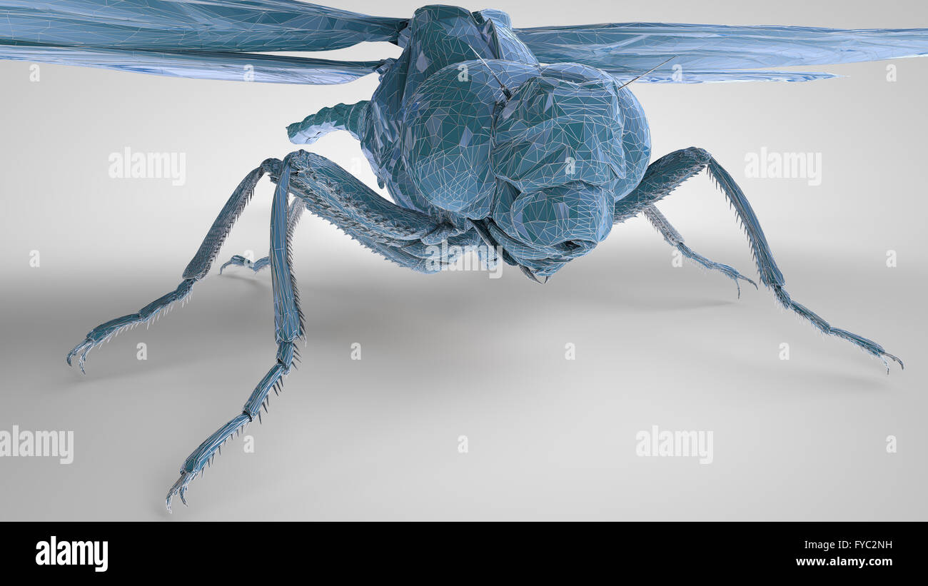 3D illustration of dragonfly close up model Stock Photo - Alamy