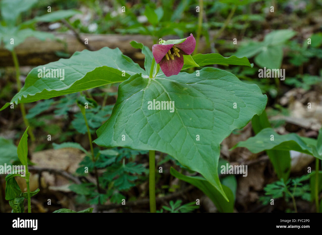 Pink Trillium in the Blue Ridge Mountains Stock Photo - Alamy