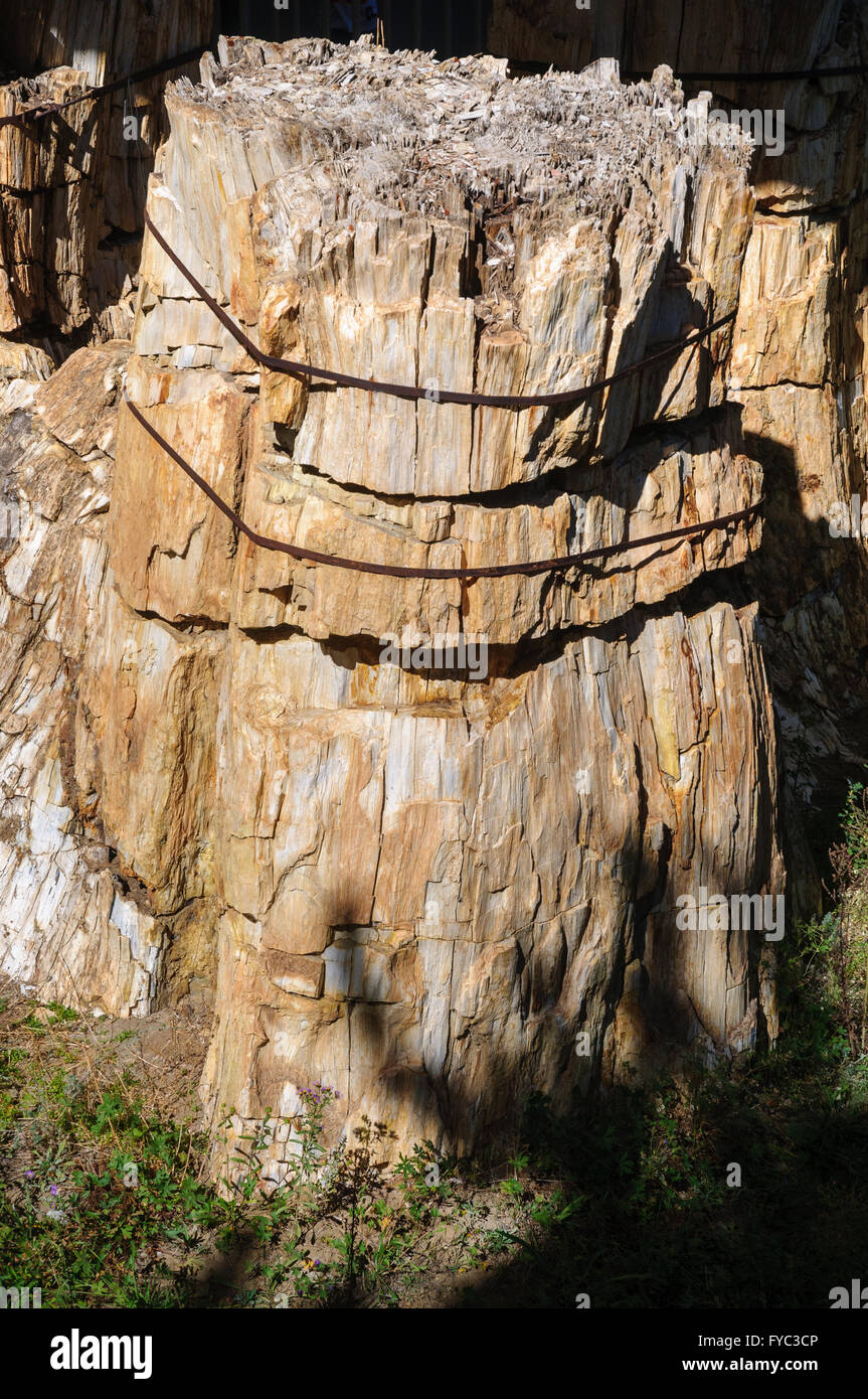 Florissant Fossil Beds National Monument Stock Photo - Alamy