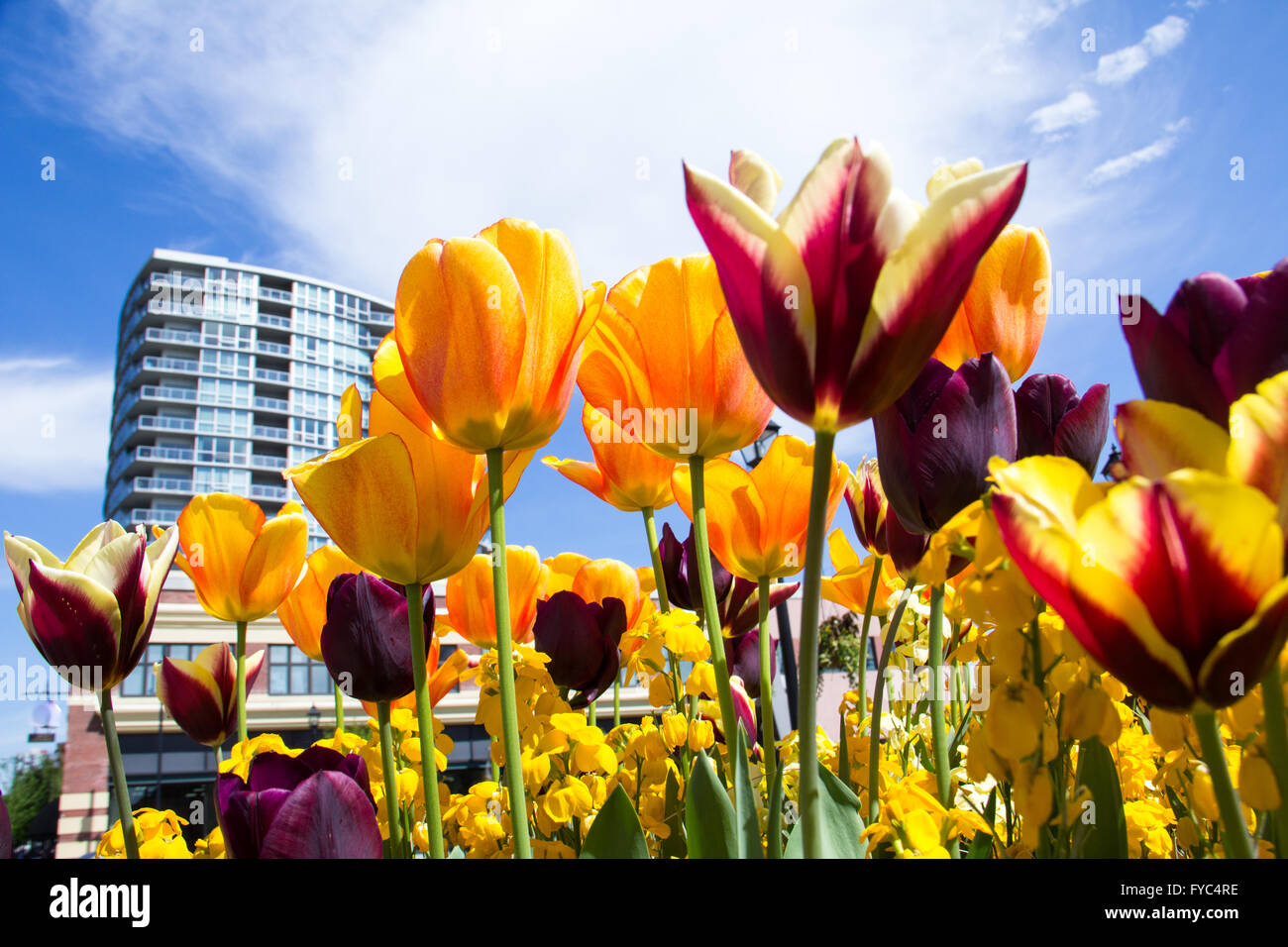 Urban springtime with tulips and highrise tower Stock Photo - Alamy