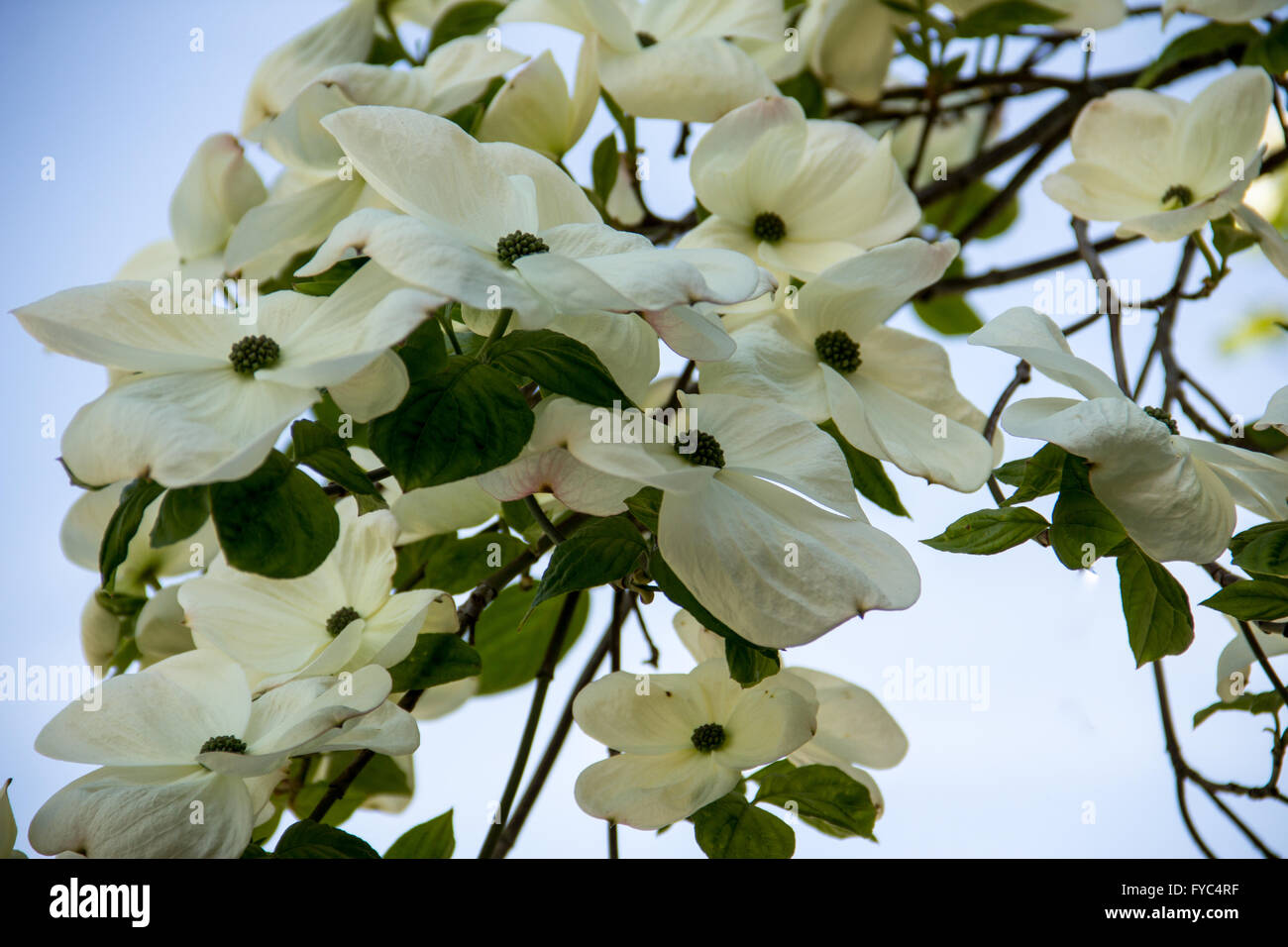 Dogwoods in spring hi-res stock photography and images - Alamy