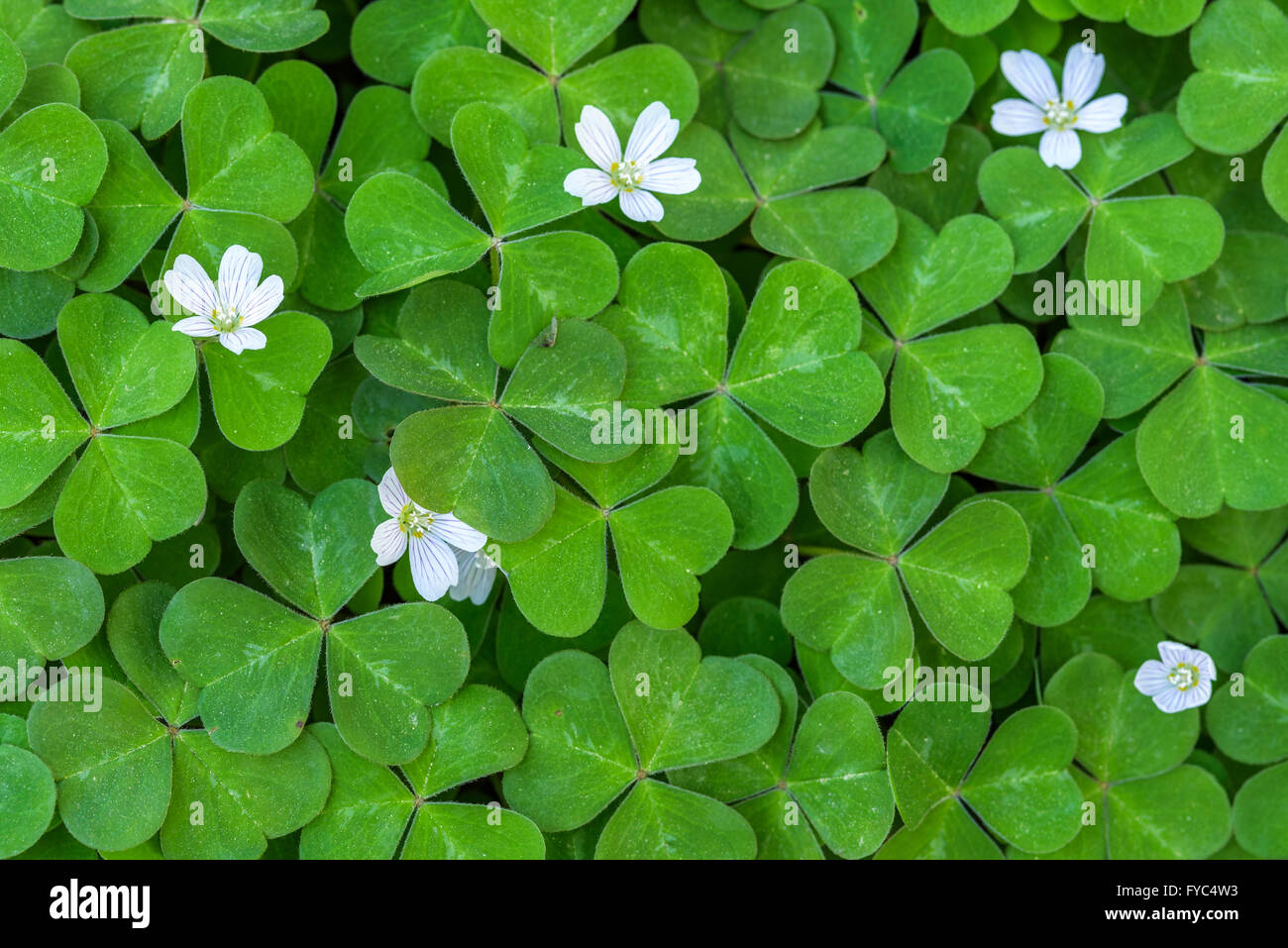 Close up of field of shamrocks in the forest Stock Photo - Alamy