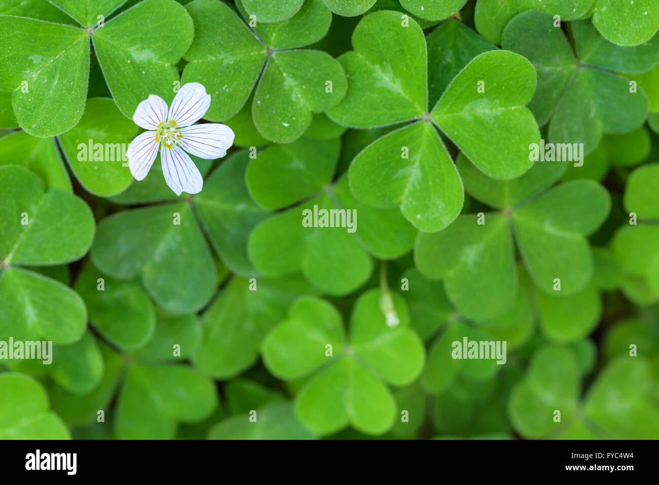 Close up of field of shamrocks in the forest Stock Photo - Alamy