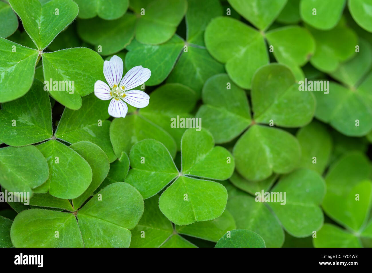 Close up of field of shamrocks in the forest Stock Photo - Alamy