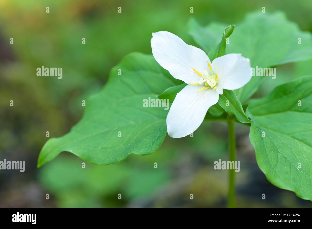 Close up of a trillium in the forest Stock Photo - Alamy