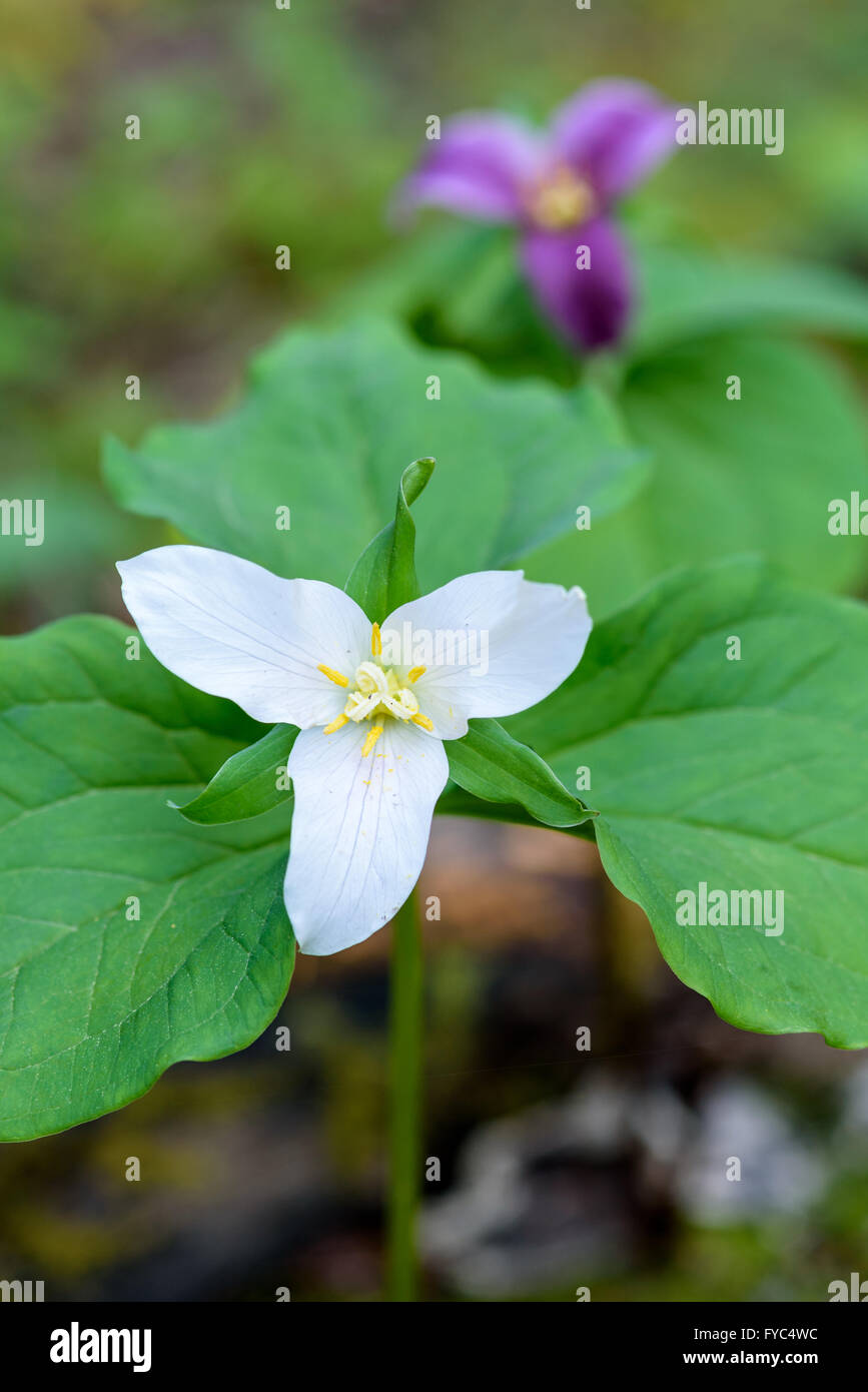Close up of a trillium in the forest Stock Photo - Alamy