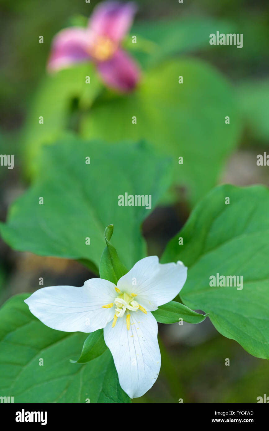 Close up of a trillium in the forest Stock Photo - Alamy