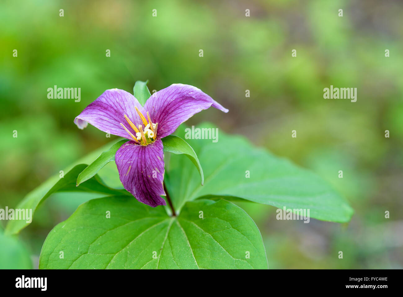 Close up of a trillium in the forest Stock Photo - Alamy