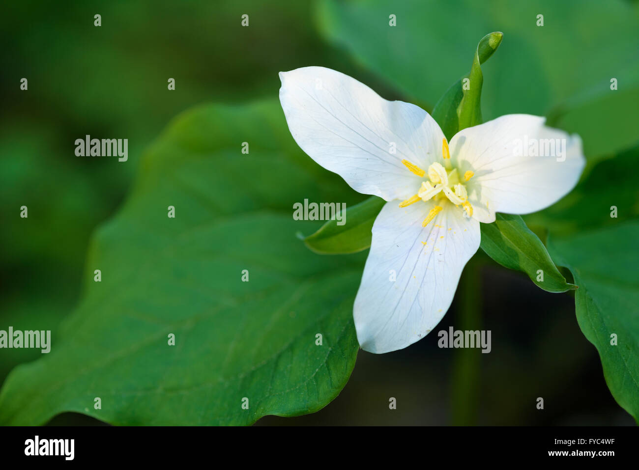 Close up of a trillium in the forest Stock Photo - Alamy