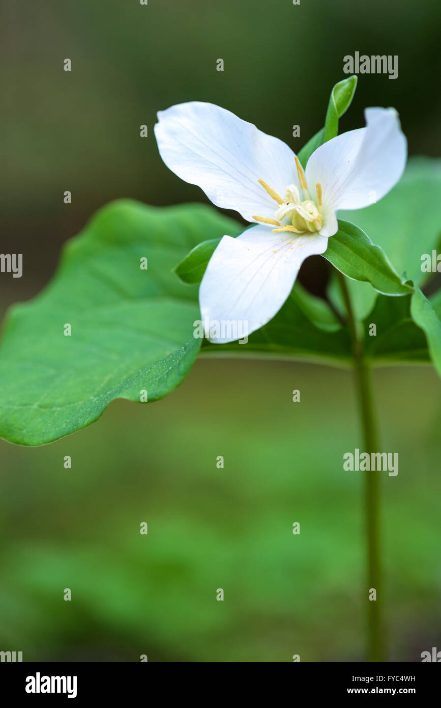 Close up of a trillium in the forest Stock Photo - Alamy
