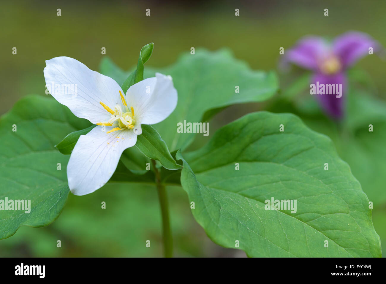 Close up of a trillium in the forest Stock Photo - Alamy