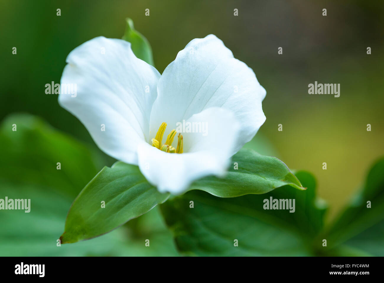 Close up of a trillium in the forest Stock Photo - Alamy
