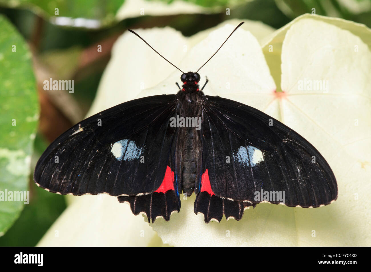 Ruby-Spotted Swallowtail (Papilio anchisiades Stock Photo - Alamy