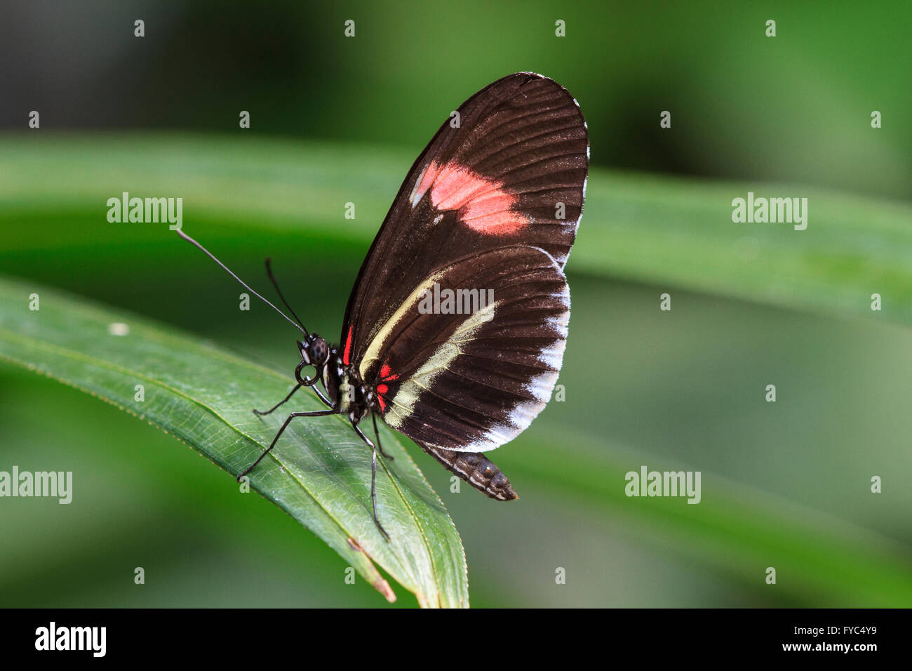 Crimson-patched Longwing Butterfly (Heliconius erato) or Postman ...