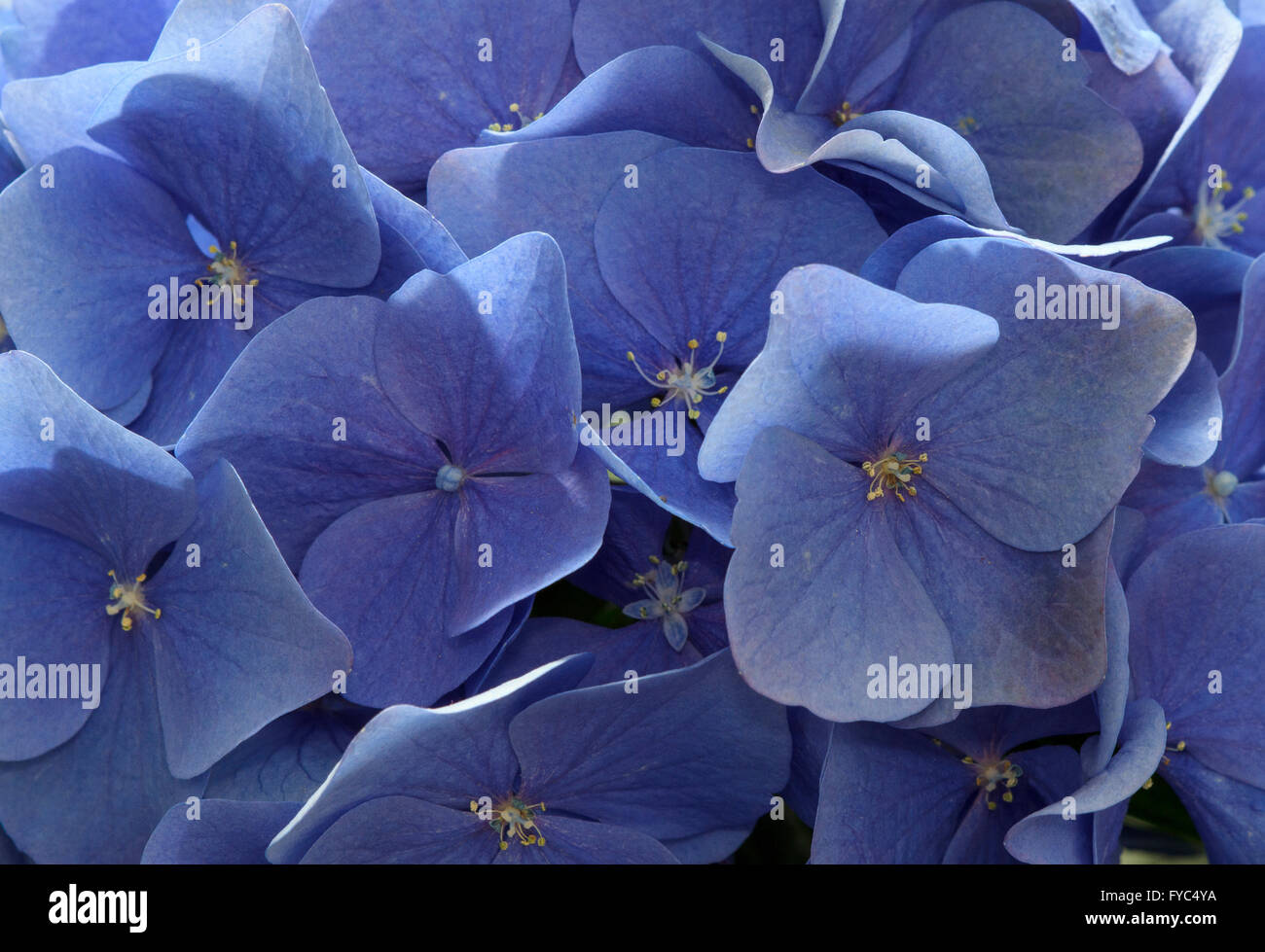 Blue garden hydrangeas Stock Photo - Alamy