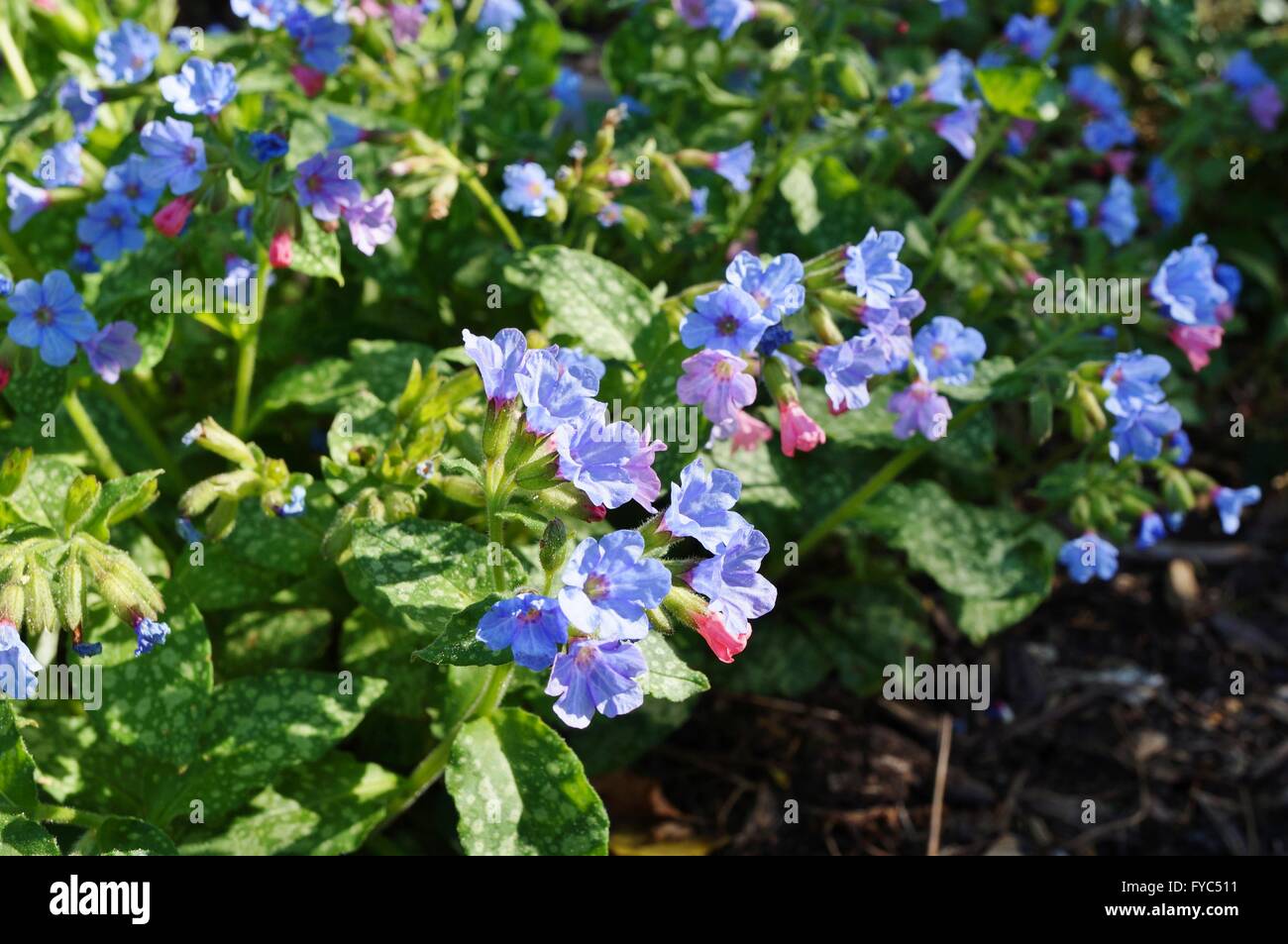 Blossom blue perennial pulmonaria hi-res stock photography and images ...