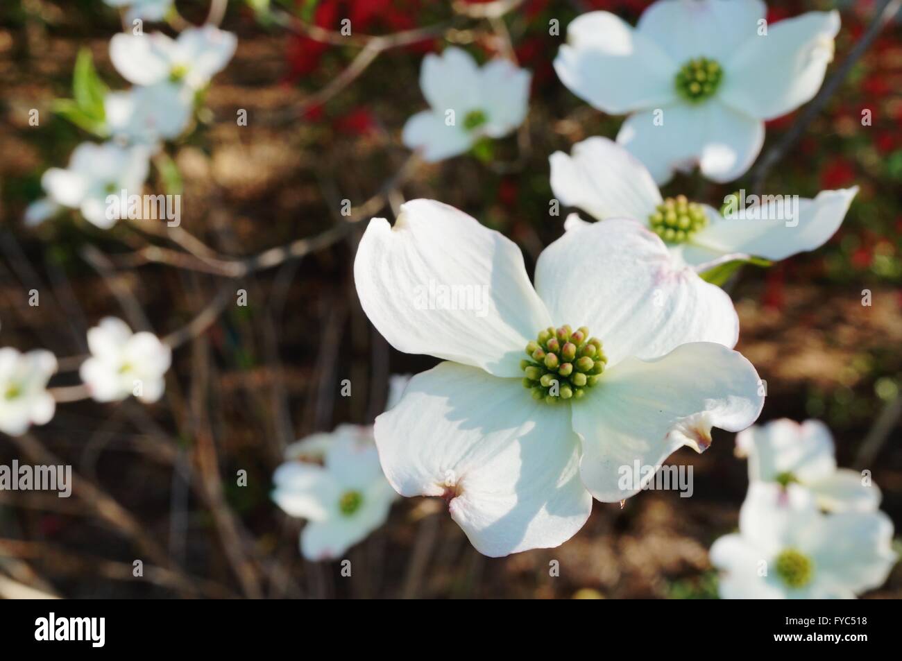 Cornus in flower hi-res stock photography and images - Alamy
