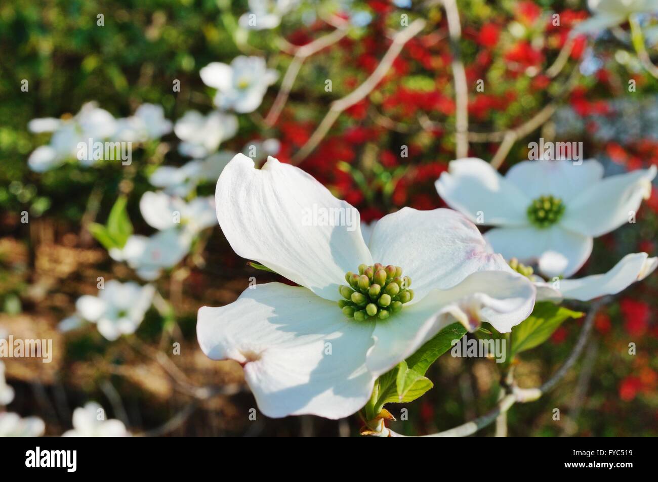 White cornus tree in bloom hi-res stock photography and images - Alamy