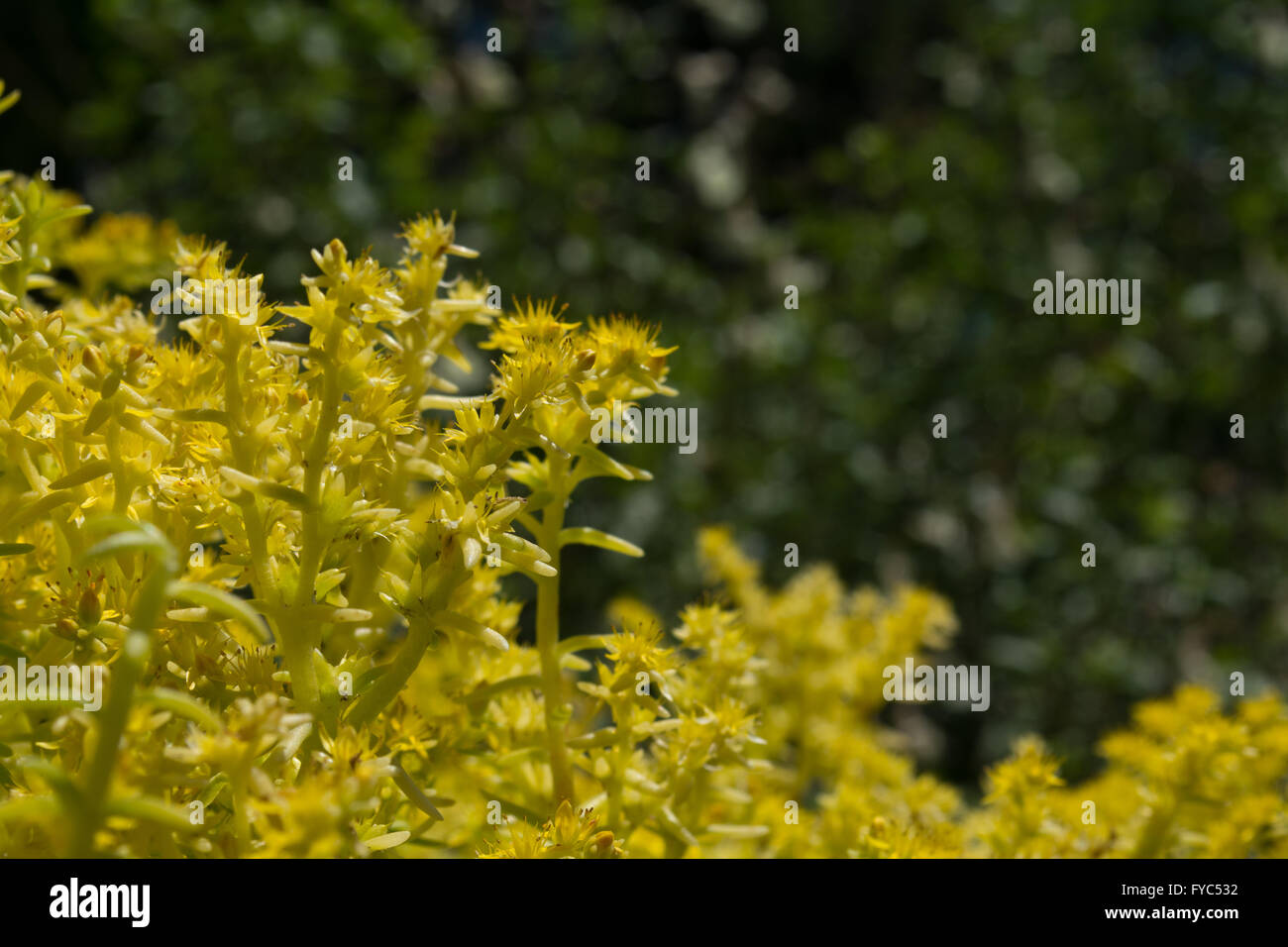 Lemon Coral Sedum Flowers, fragrant, beautiful yellow. Very abundant ...