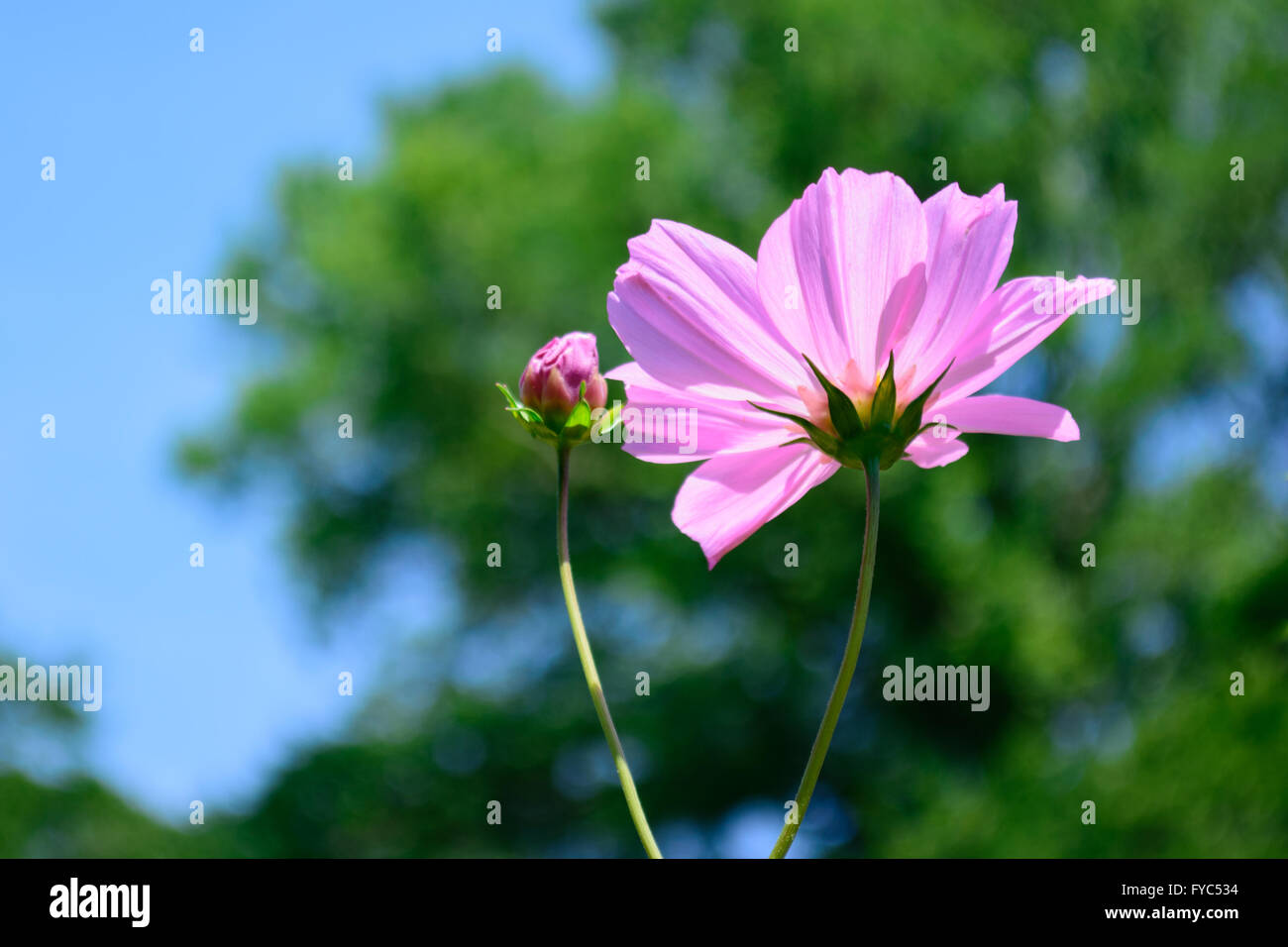 Long stem flower hi-res stock photography and images - Alamy