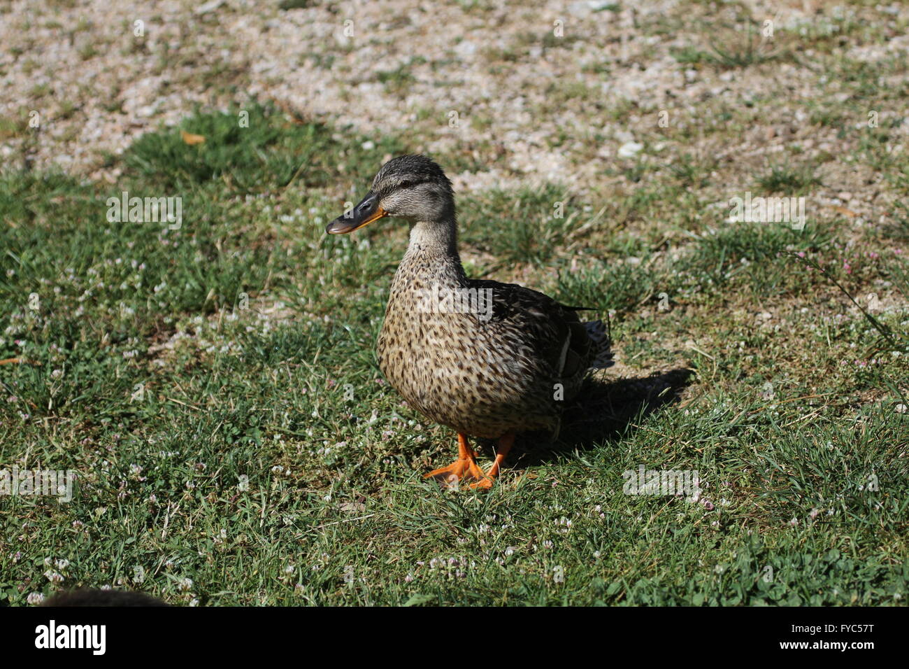 Germano reale hi-res stock photography and images - Alamy