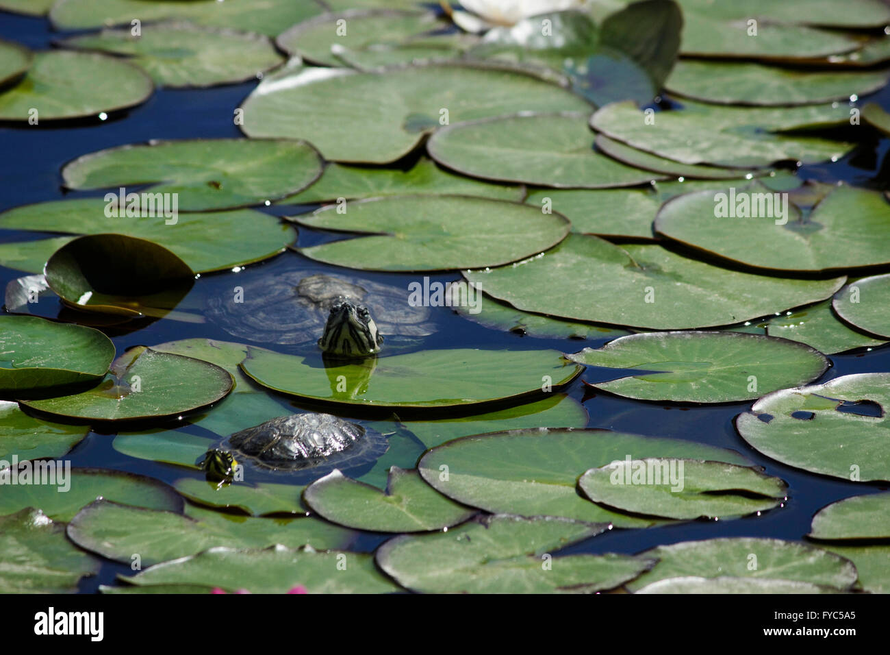 A pair of sp. Trachemys scripta elegans turtles (Emydidae family ...