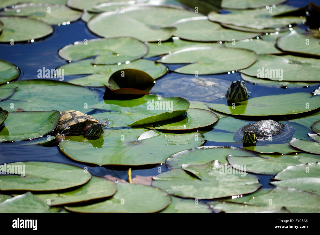Group of sp. Trachemys scripta elegans turtles, sunbathing amongst ...