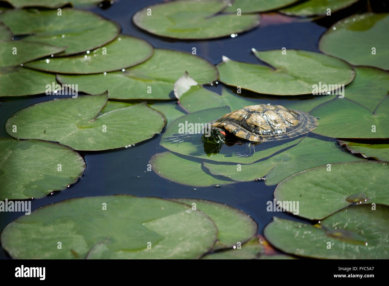 Freshwater turtle sp. Trachemys scripta elegans, sunbathing amongst ...