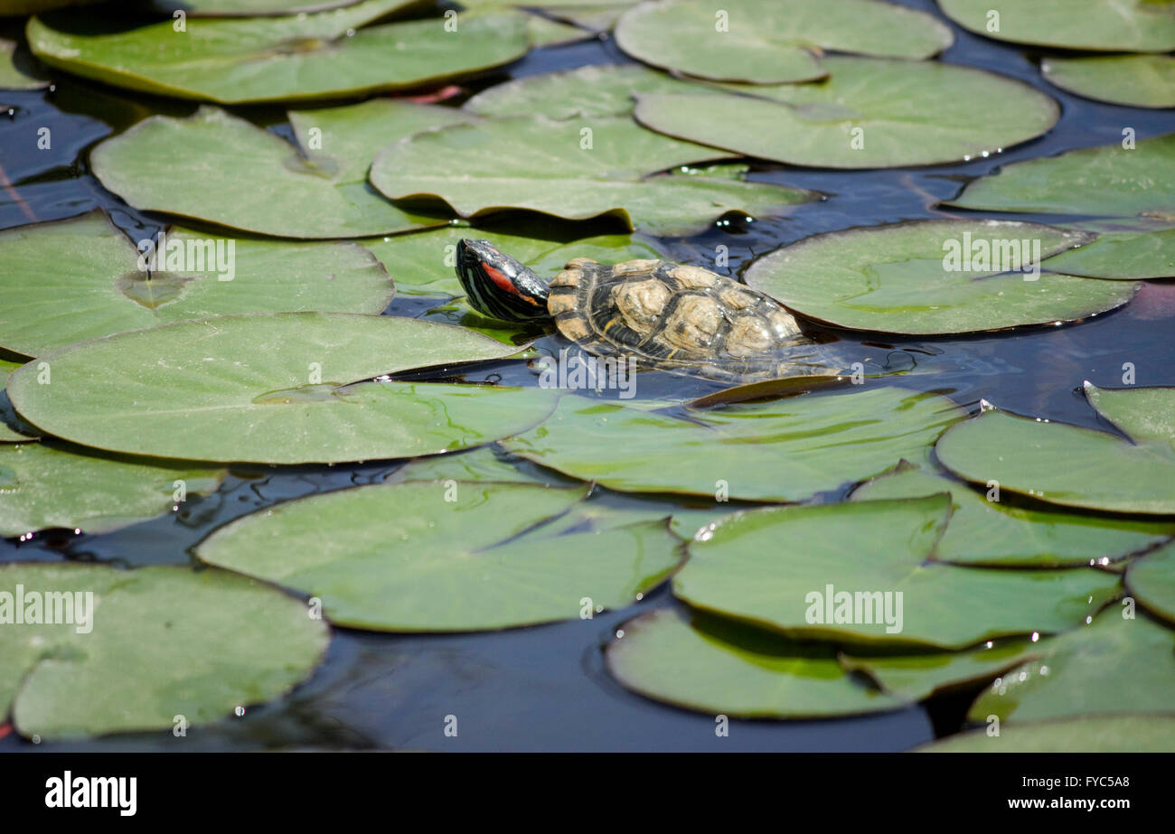Trachemys sp hi-res stock photography and images - Alamy