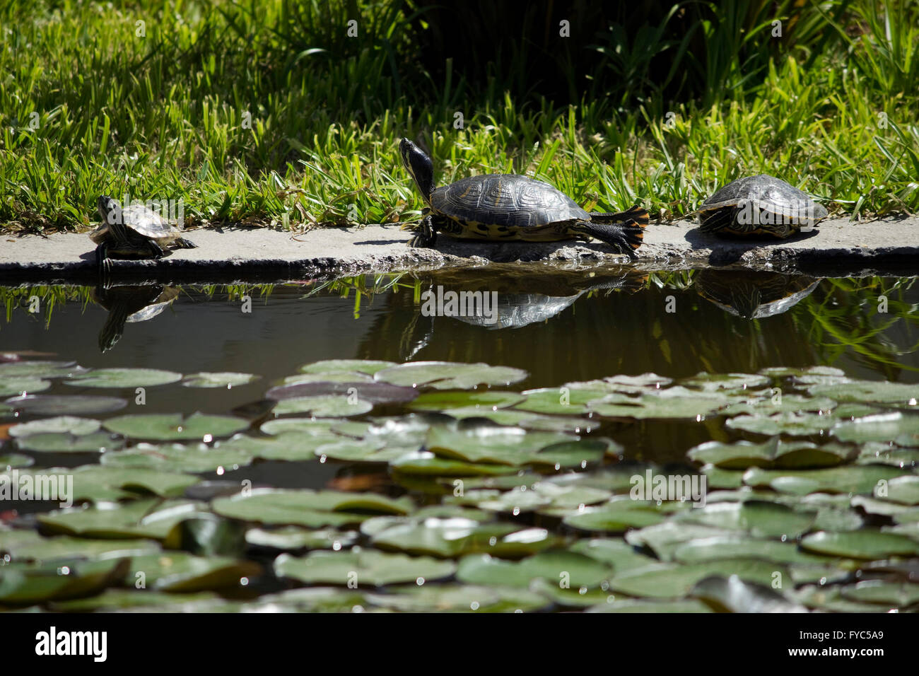 Group of semiaquatic red-eared slider terrapin turtles (Emydidae family ...