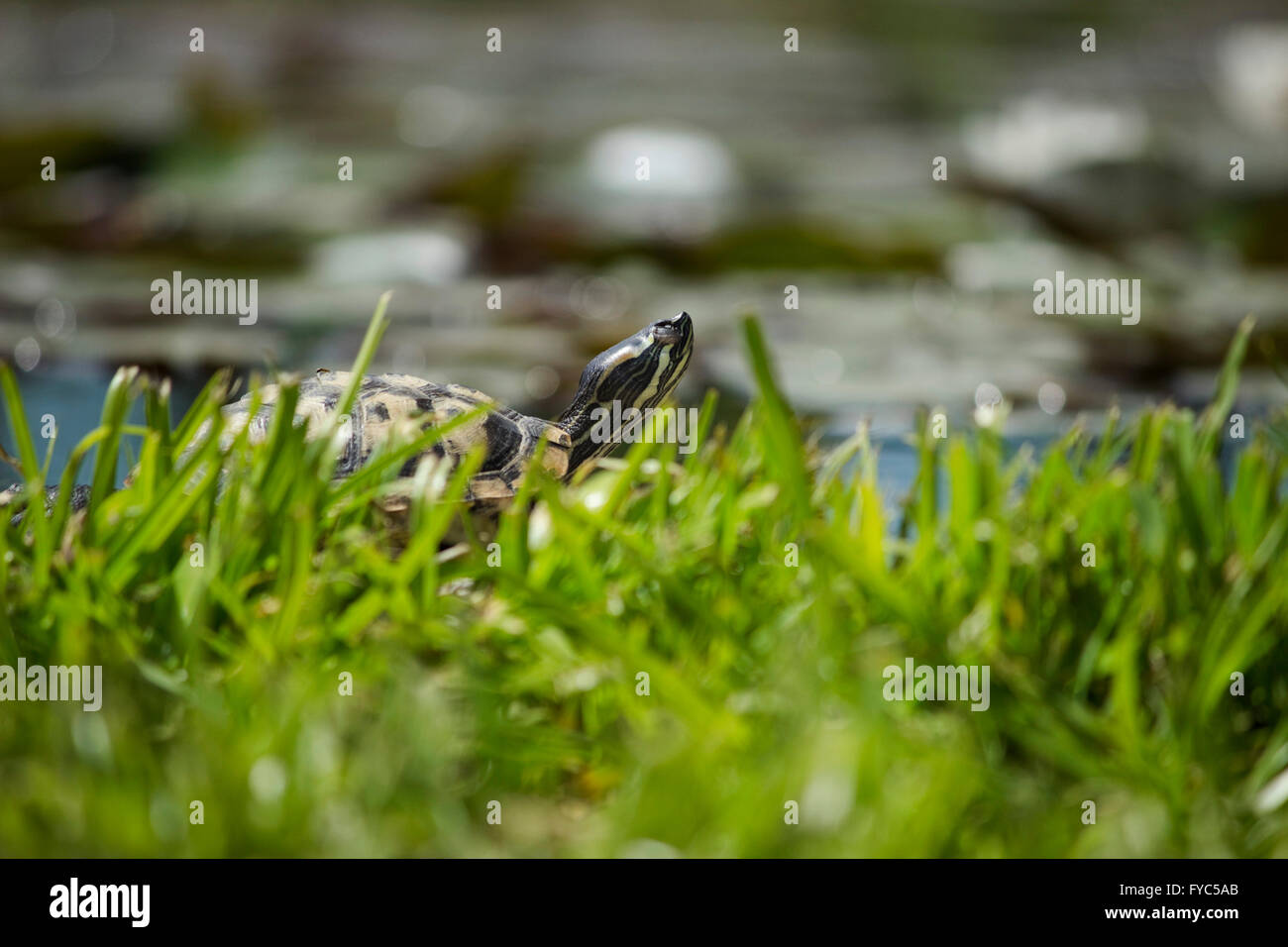 Invasive semiaquatic red-eared slider terrapin (sp. Trachemys scripta ...