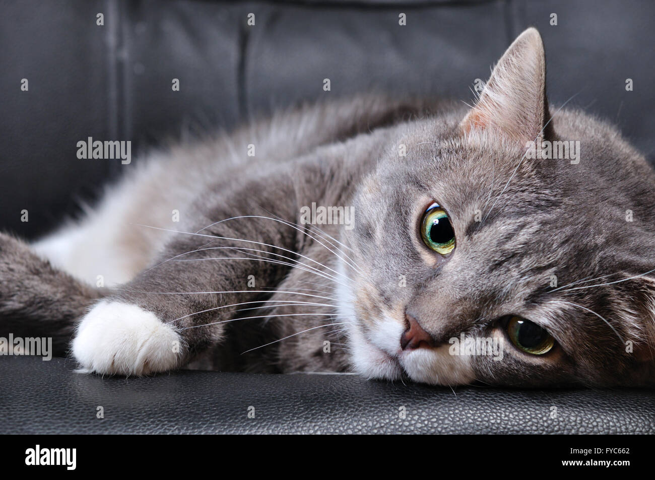 big cat is lying on chair Stock Photo - Alamy