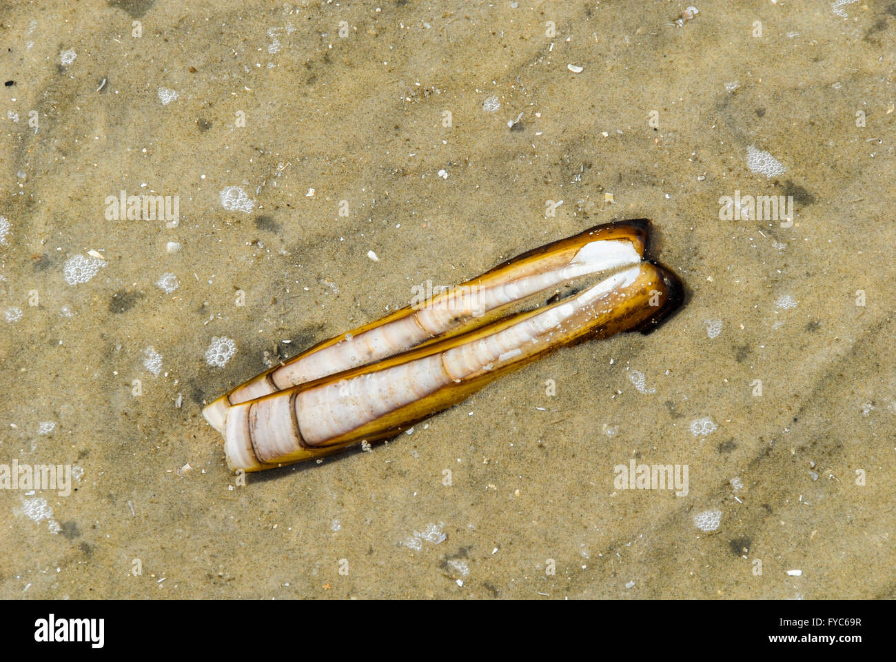 Atlantic jackknife clam at the beach of Rømø, Denmark Stock Photo - Alamy
