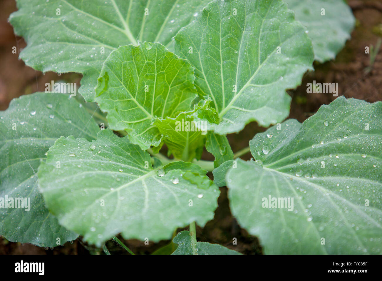 Vesitable hi-res stock photography and images - Alamy